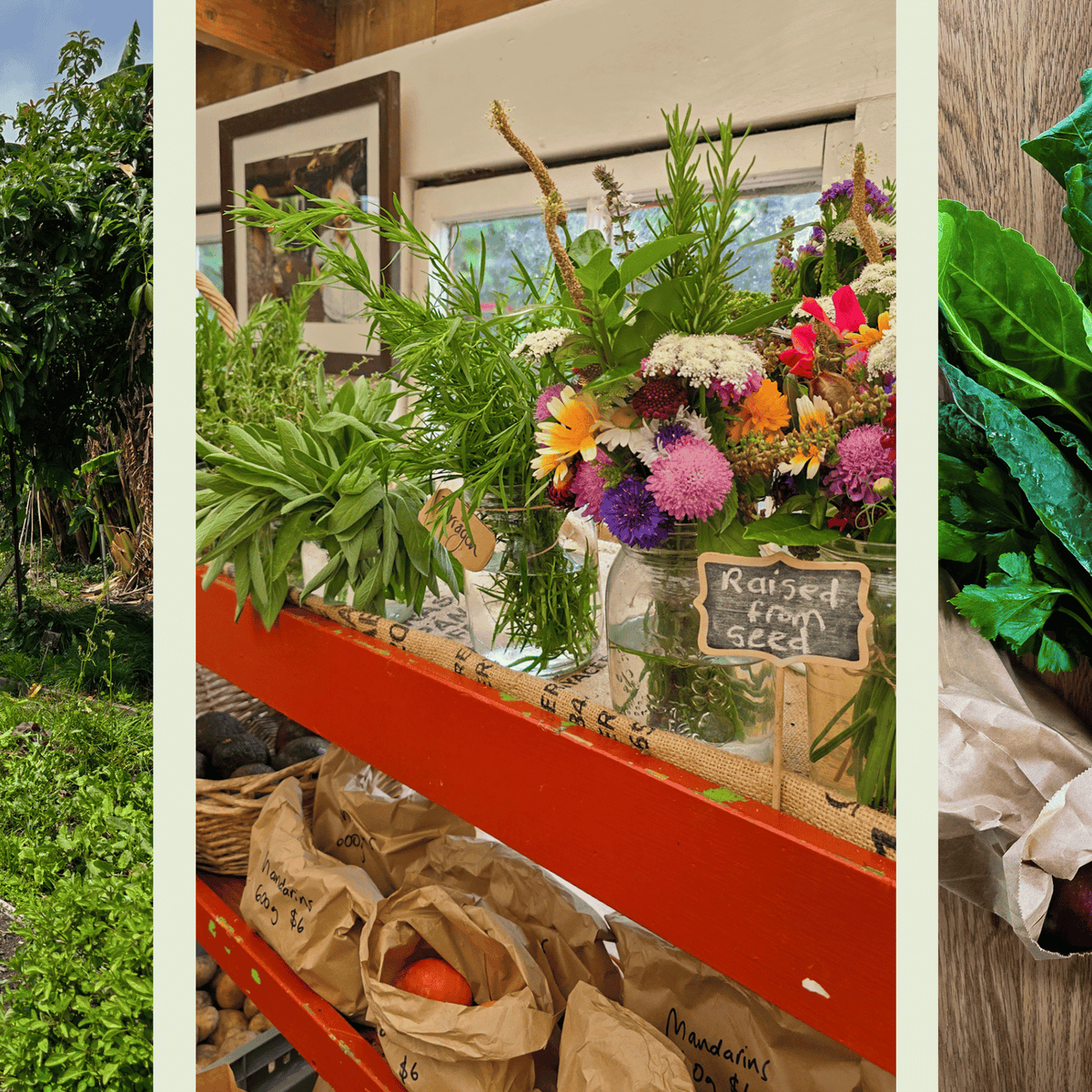 NEWS FROM KELMARNA COMMUNITY FARM – Ponsonby News