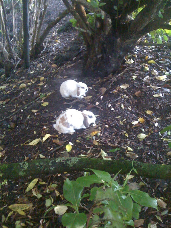 Rabbit Infestation in Western Springs Park - Again – Ponsonby News