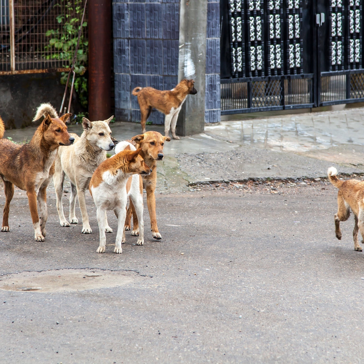 Auckland Council calls for overhaul of national dog control laws ...