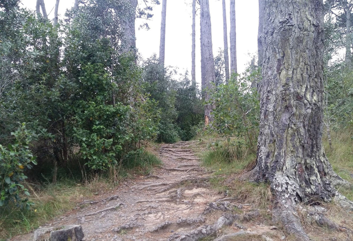 Update from the Waitemata Local Board – Ponsonby News