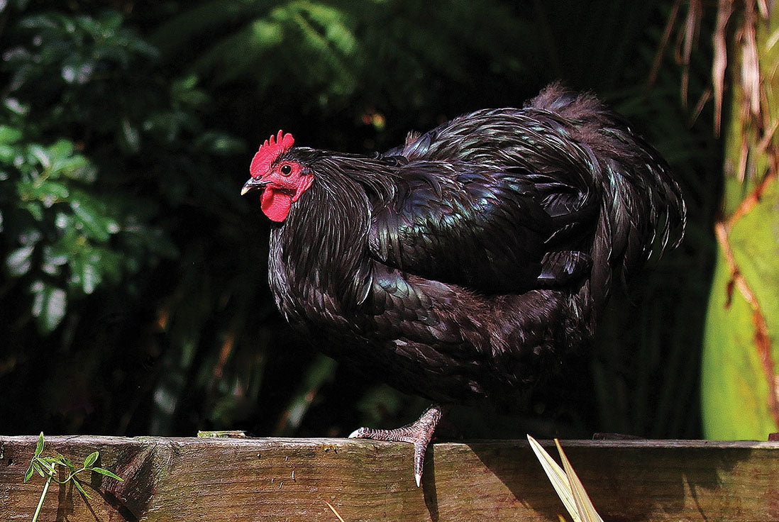 Heidi Padain: Entertainment in your garden – Ponsonby News