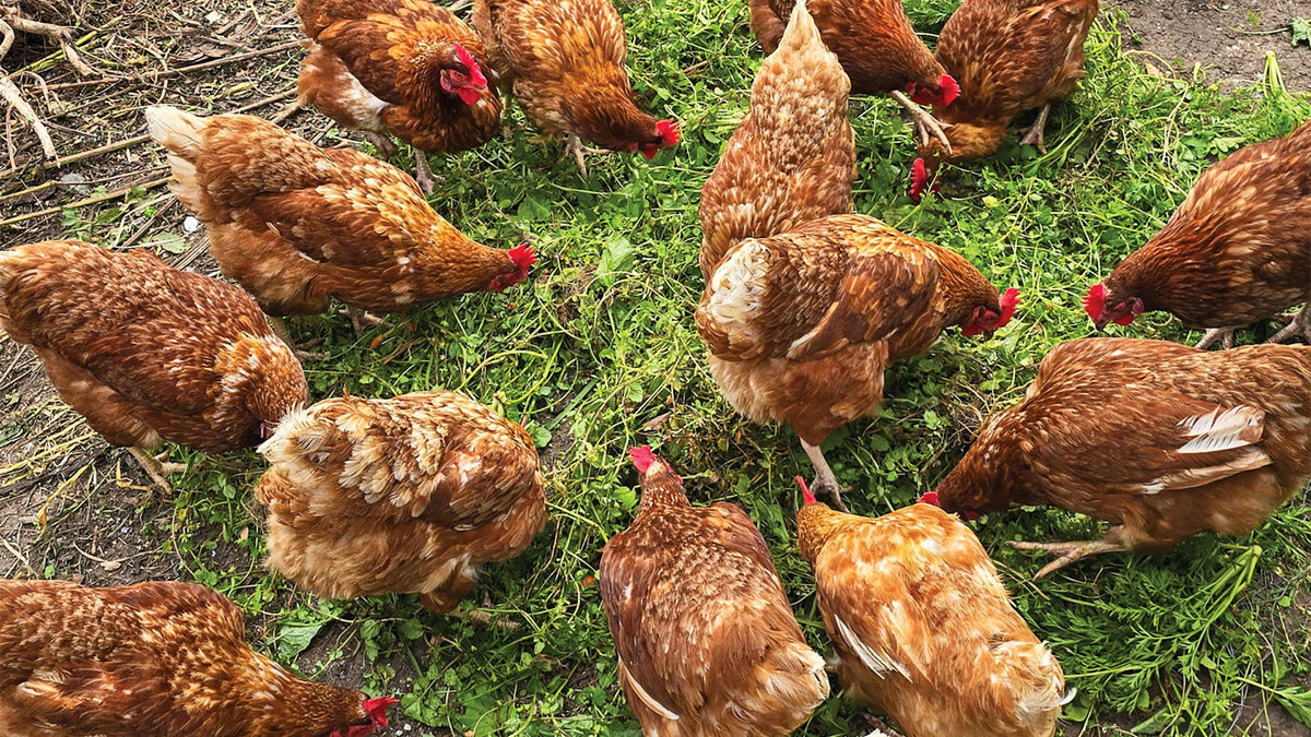 Nutritious free range eggs available at Kelmarna Farm in Grey Lynn ...