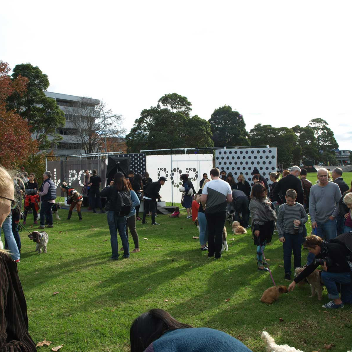 POP Dogs – Ponsonby News