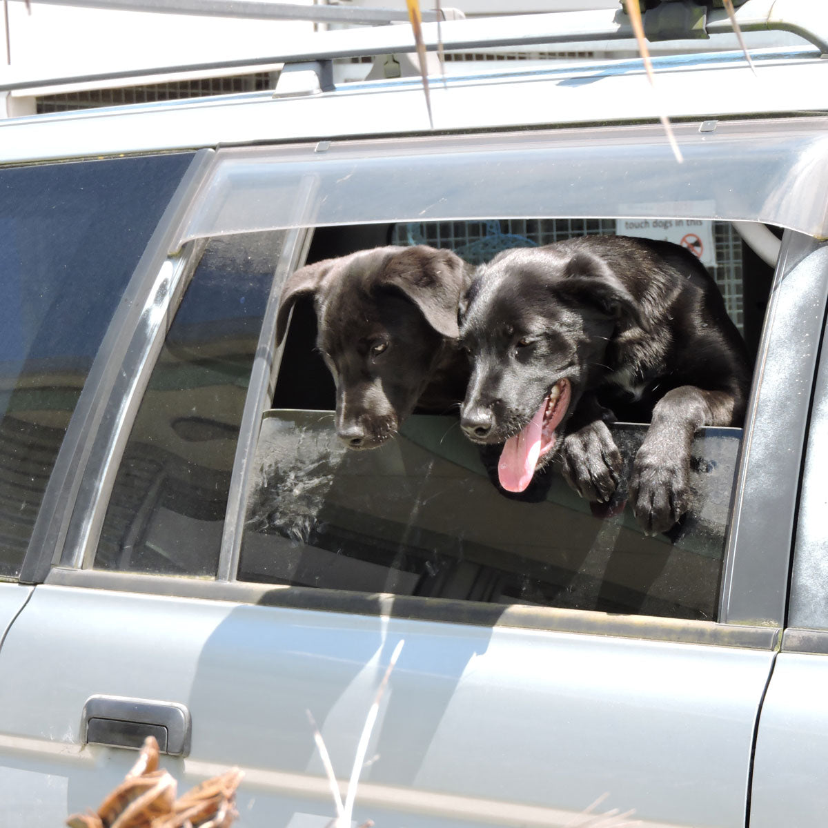 No hot dogs in hot cars this summer – Ponsonby News
