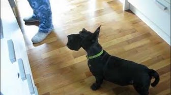 The always hungry scottie! – Ponsonby News