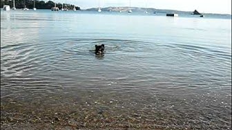 Gordon the Swimming scottie – Ponsonby News